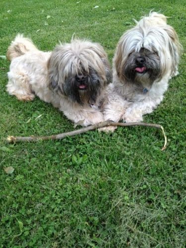 National Pet Month 2020